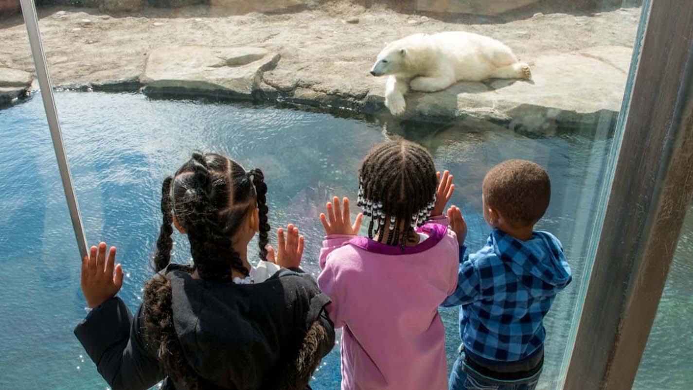 Boston Zoo: A Wild Adventure for Kids – Budget Travel