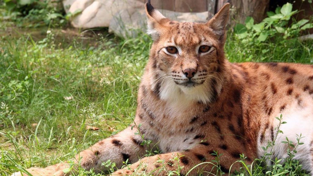 Boston Zoo: A Wild Adventure for Kids – Budget Travel